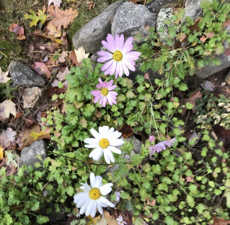 Asking Judith – December's Flower