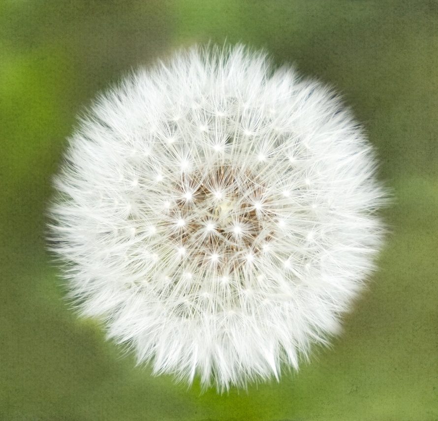 Looking into the Face of a Dandelion Puff – December's Flower