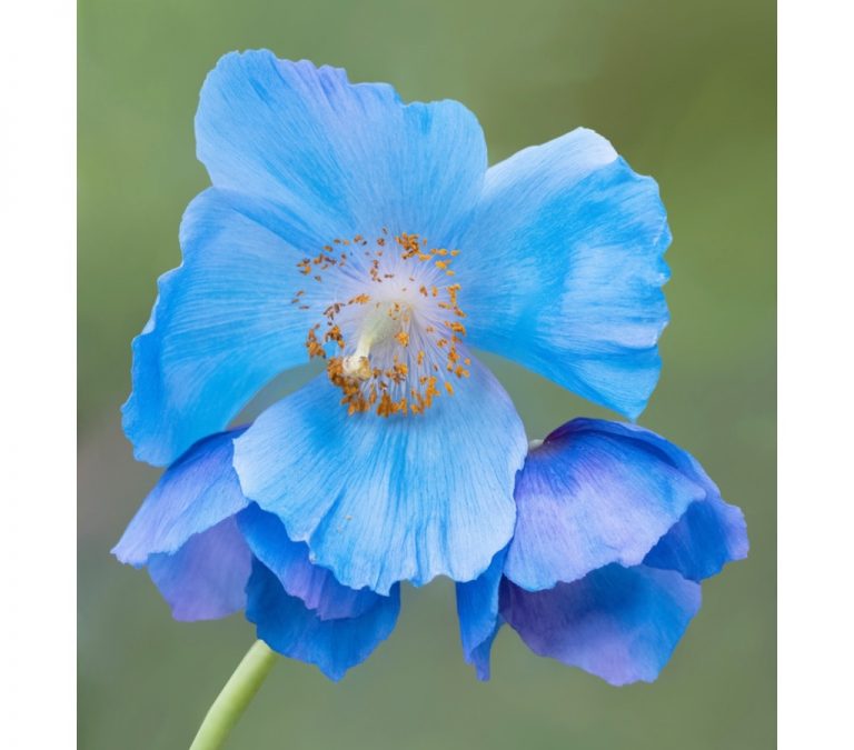 Blue Poppy – December's Flower